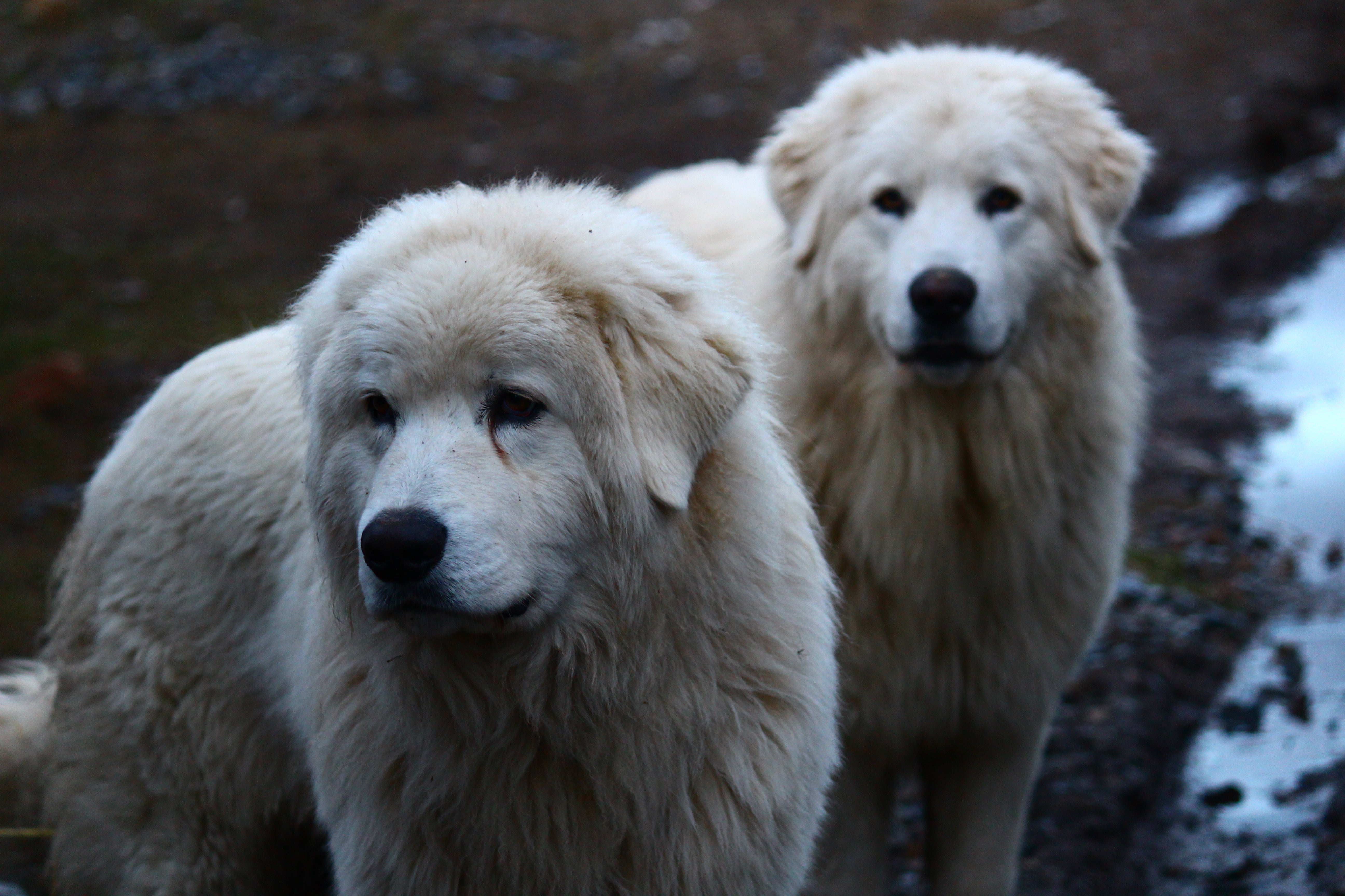 The Legacy of our Guard Dog, Bear – Caprine