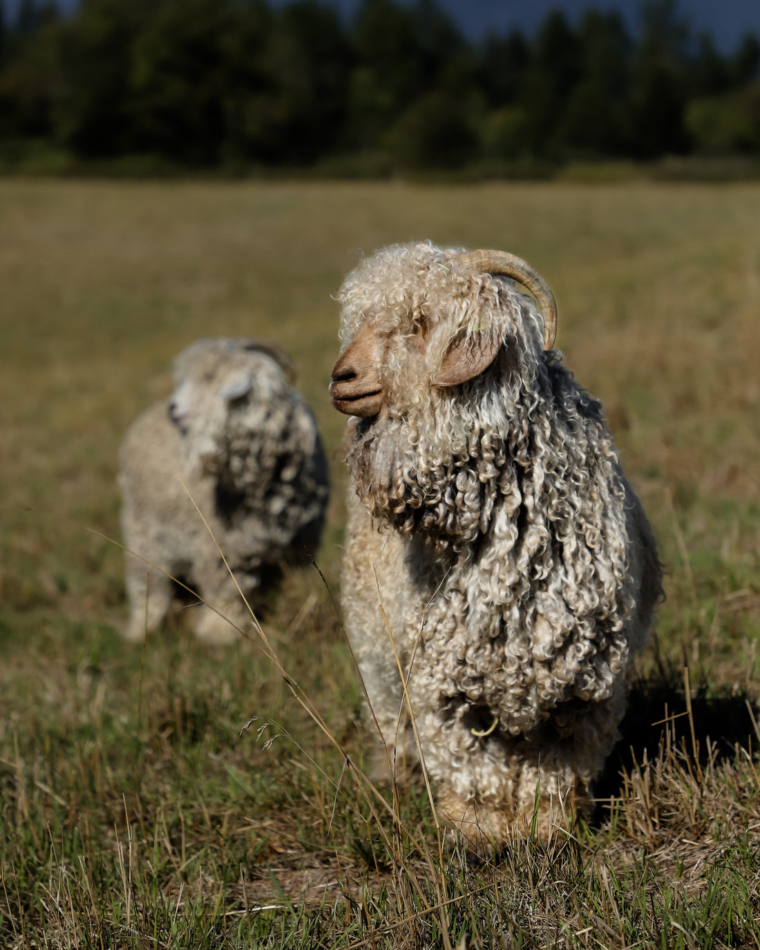 Caprine | Mohair Socks and Throws that Feel Like Home.