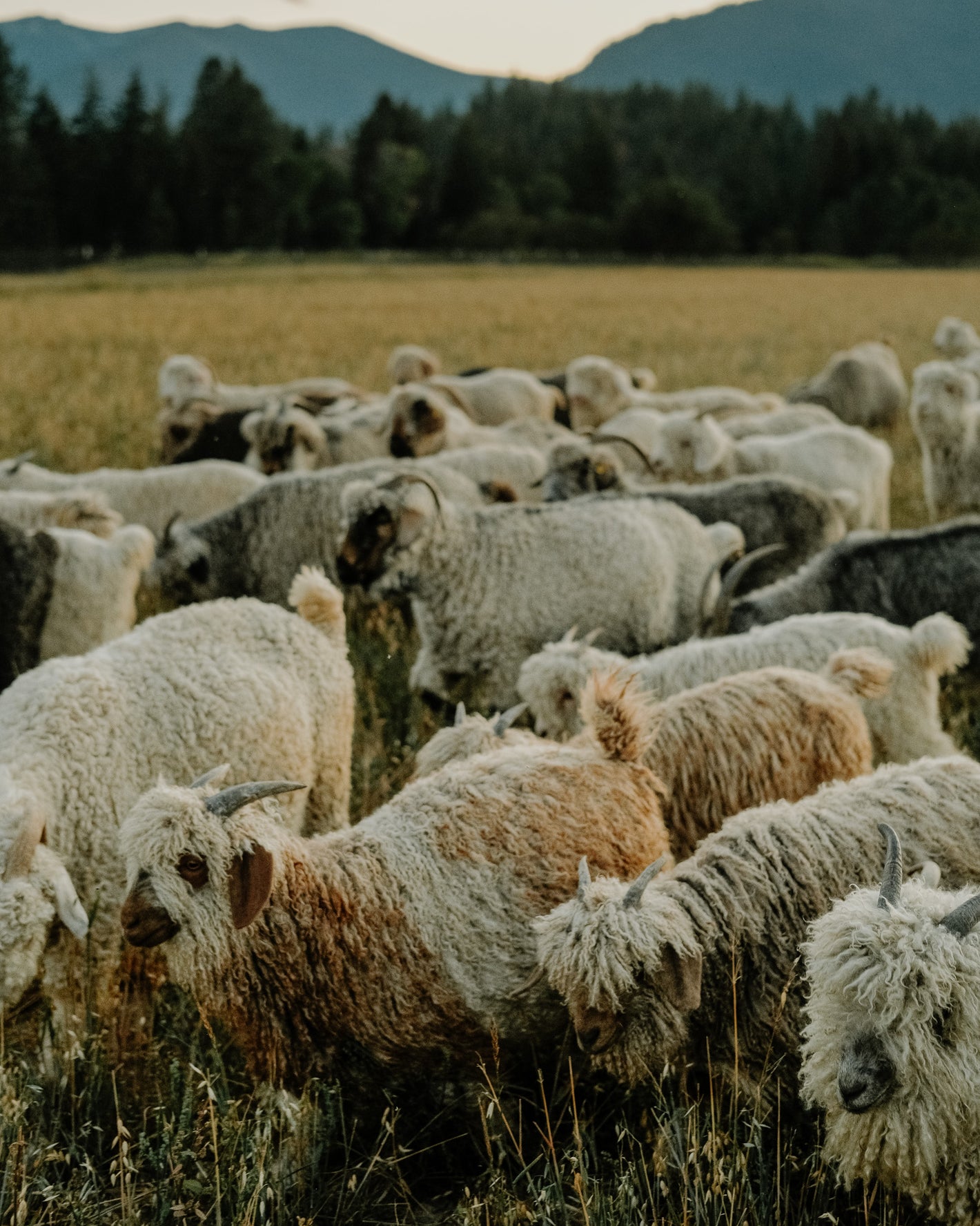 Caprine | Mohair Socks and Throws that Feel Like Home.