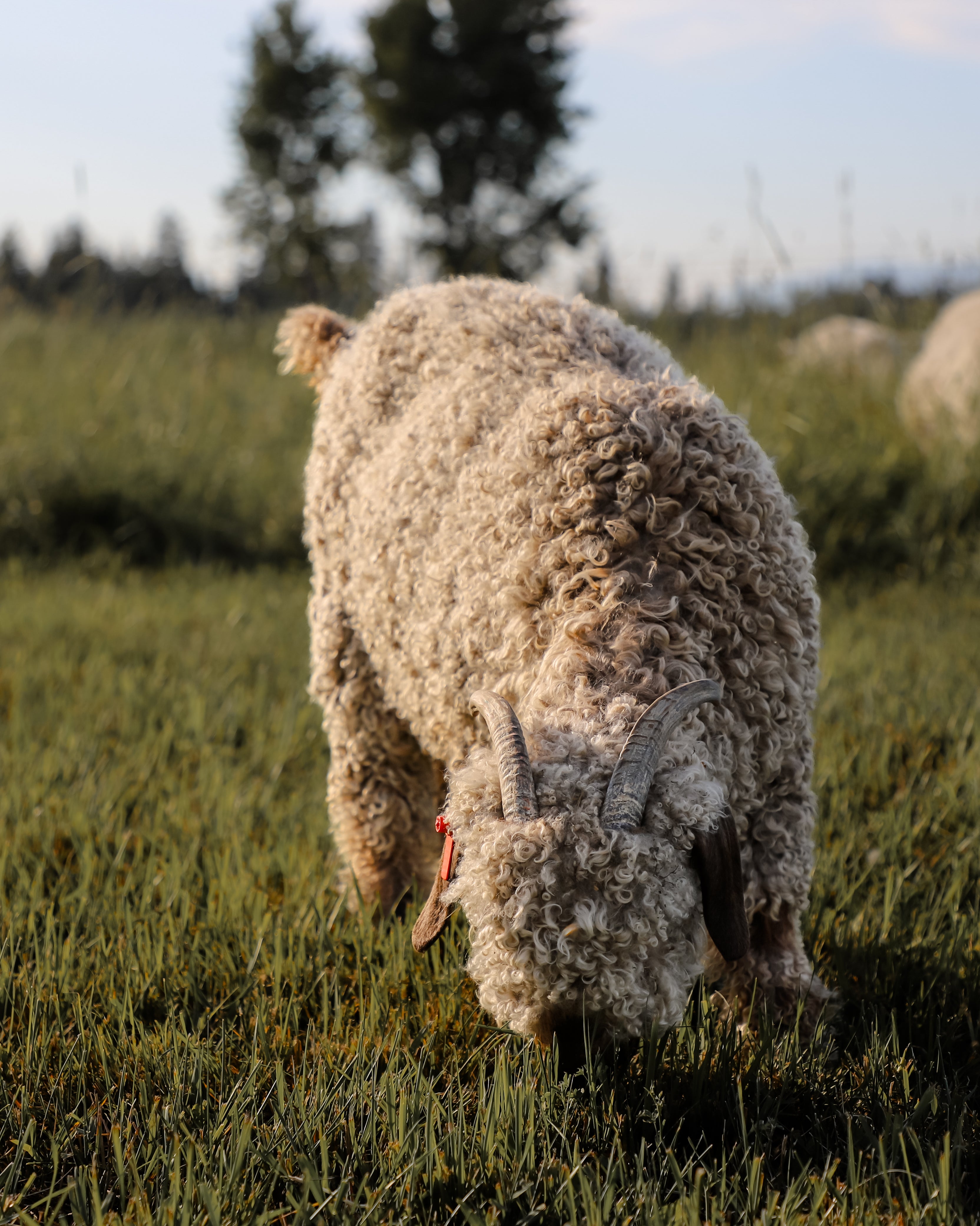 Caprine - Naturally Soft Mohair Socks