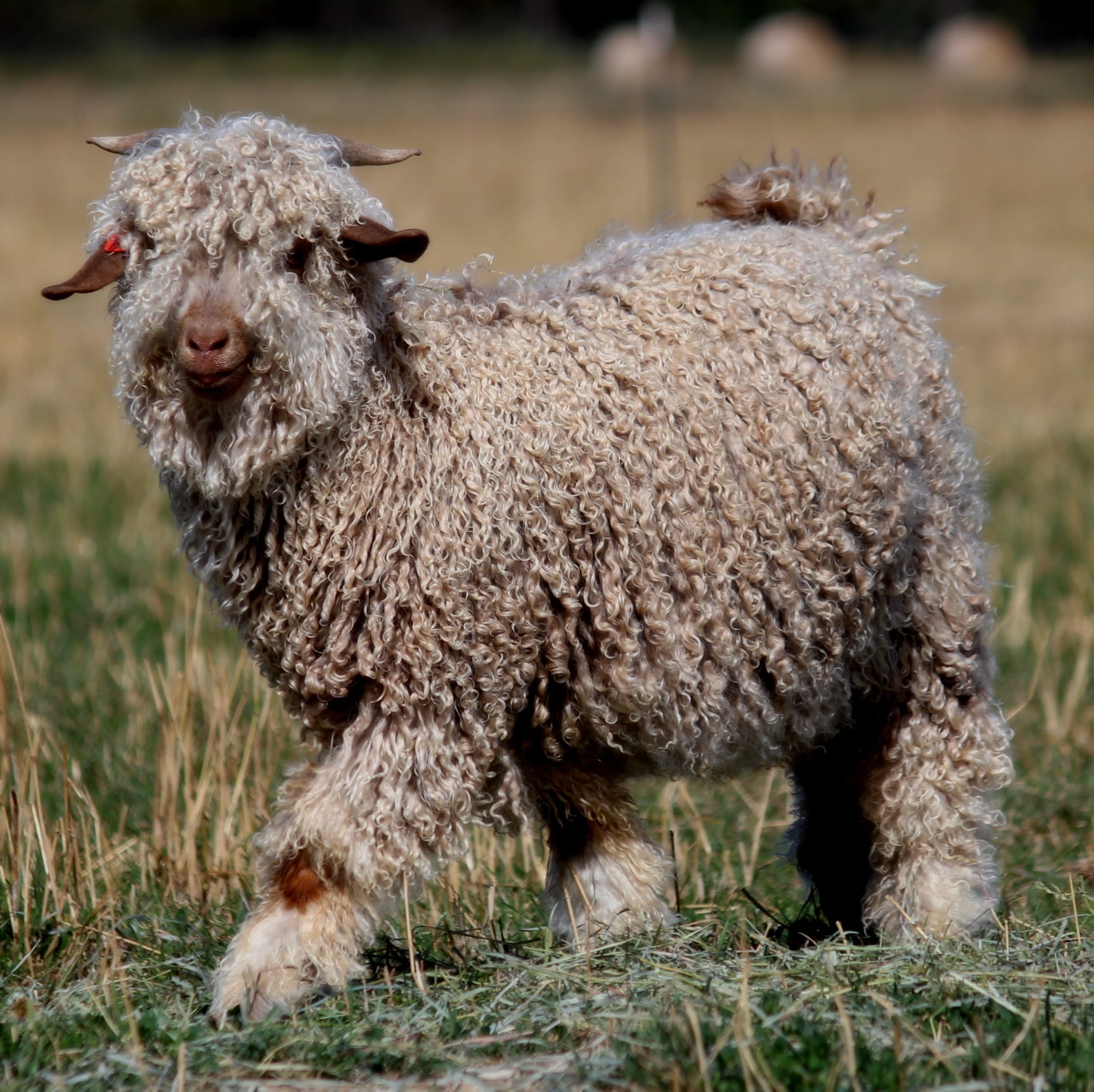 Caprine - Premium Mohair Socks