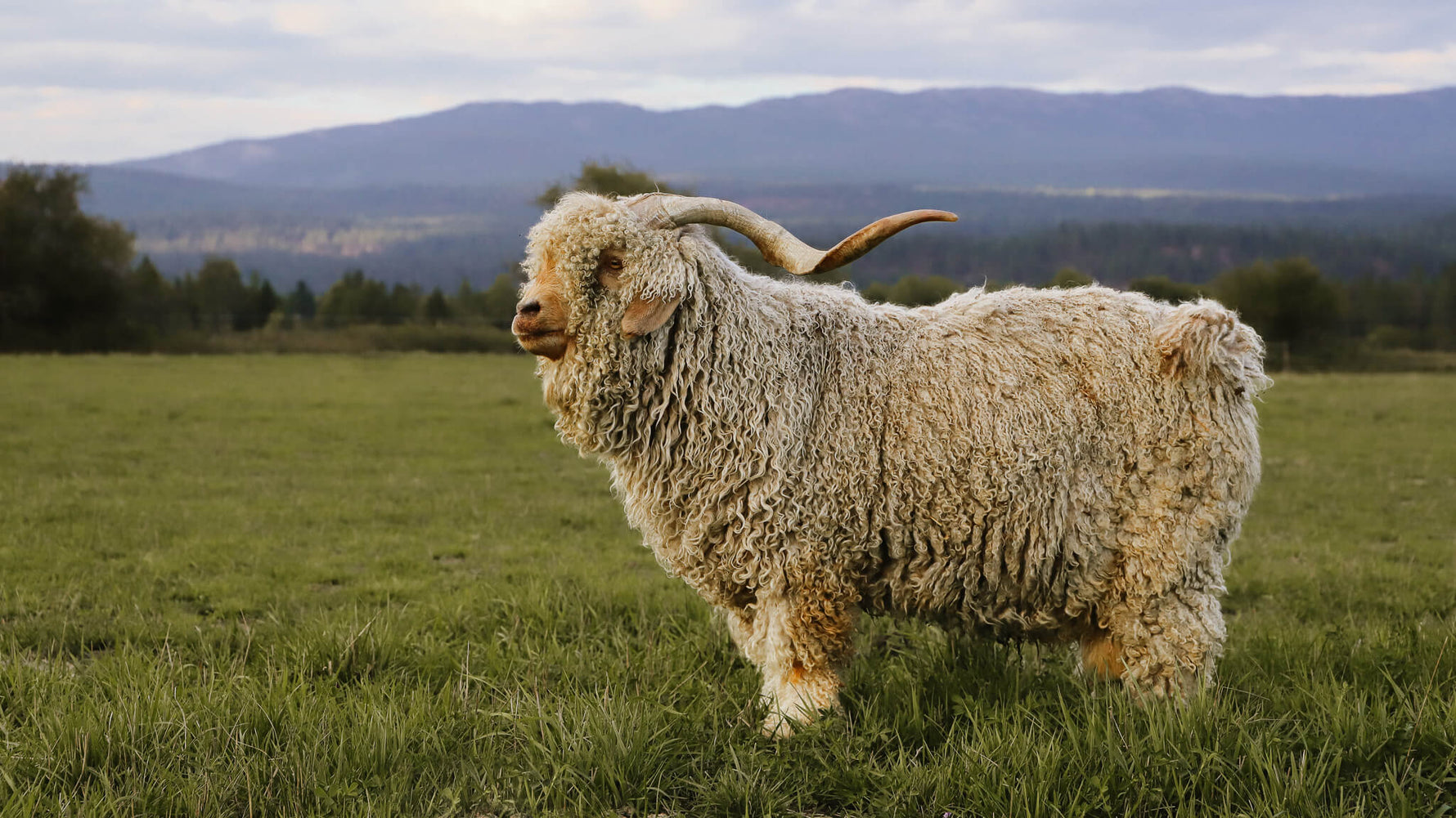 Caprine | Mohair Socks and Throws that Feel Like Home.