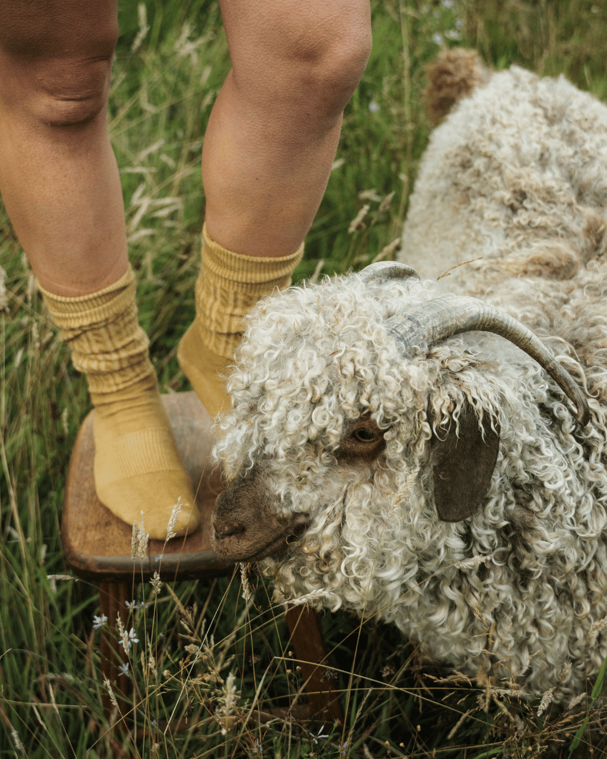 Caprine | Mohair socks and throws from our Idaho ranch to your home.