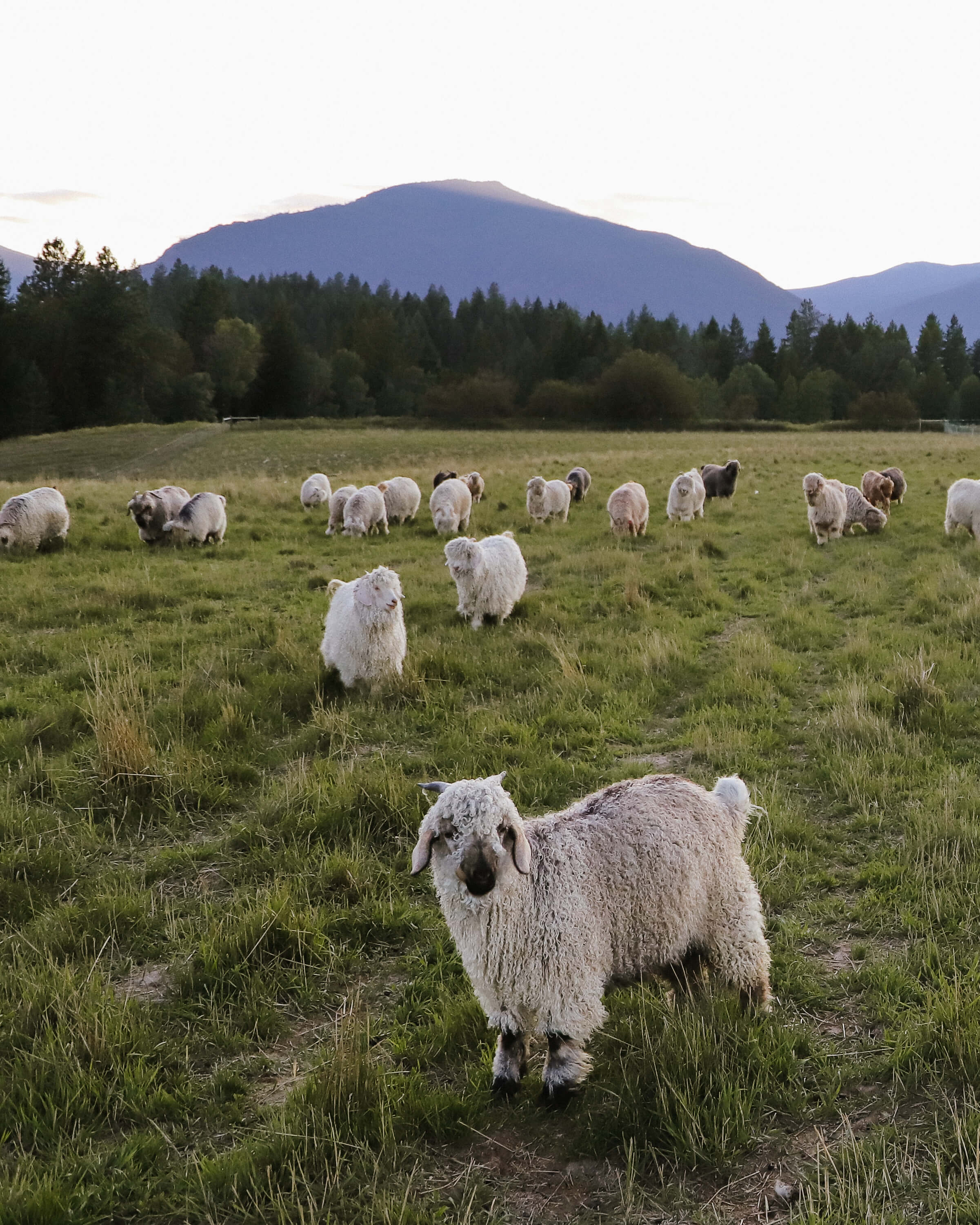 Caprine | Naturally Soft Mohair Socks + Throws